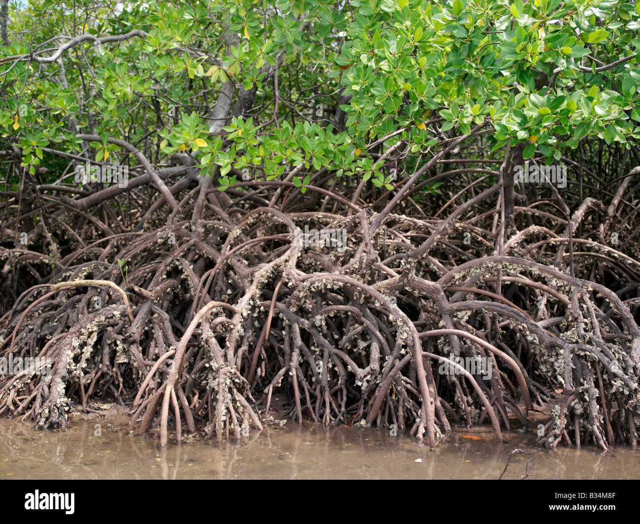Kenya, Pate Island, Faza. The exposed barnacle-encrusted roots of ...