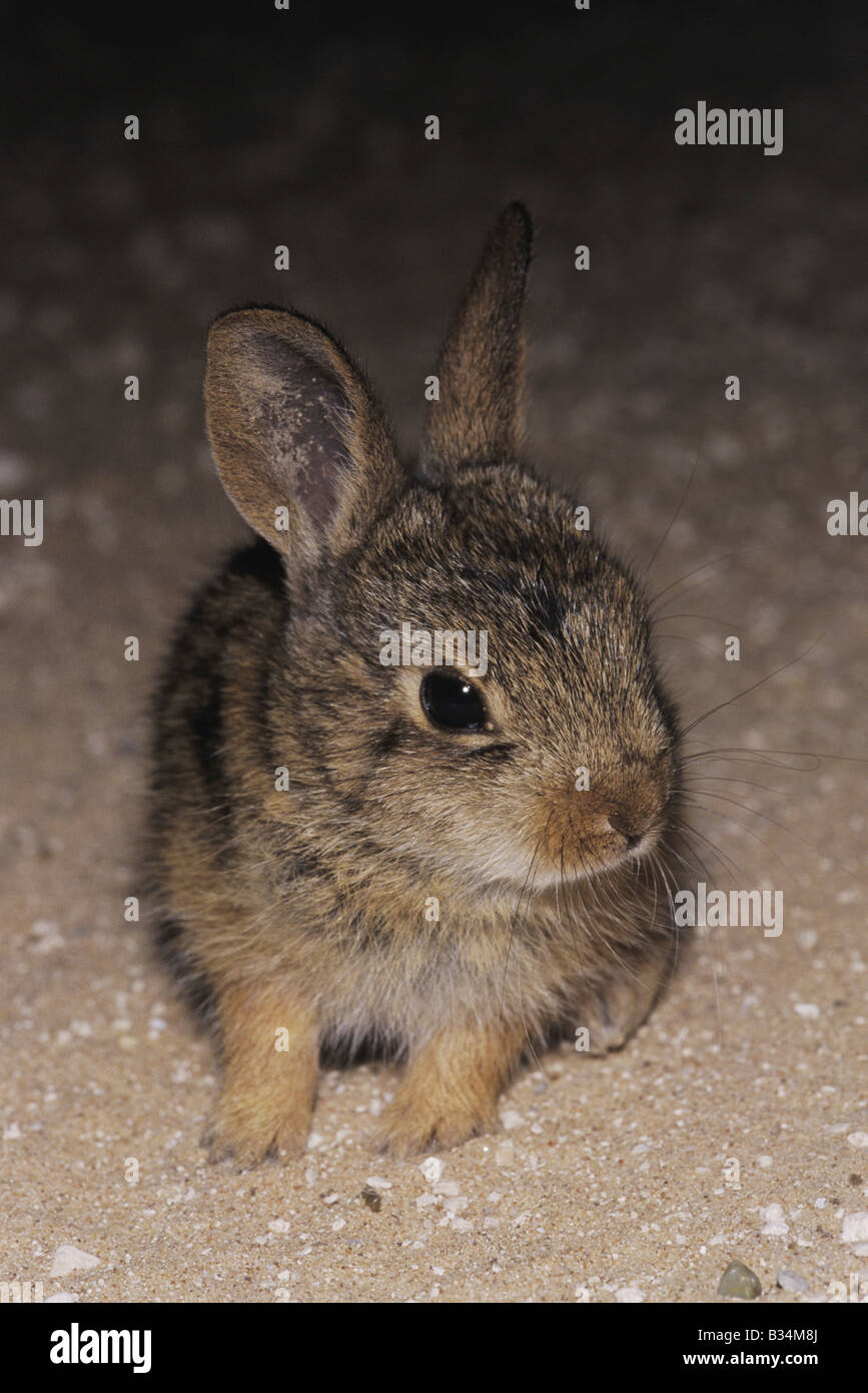 Eastern cottontail babies hi-res stock photography and images - Alamy