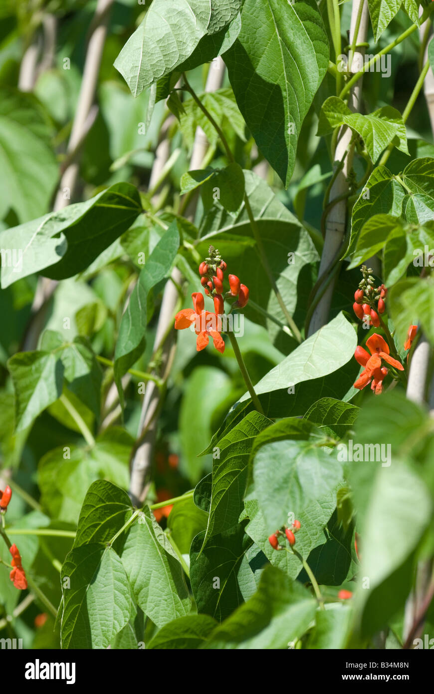 Runner beans growing on allotment Stock Photo - Alamy