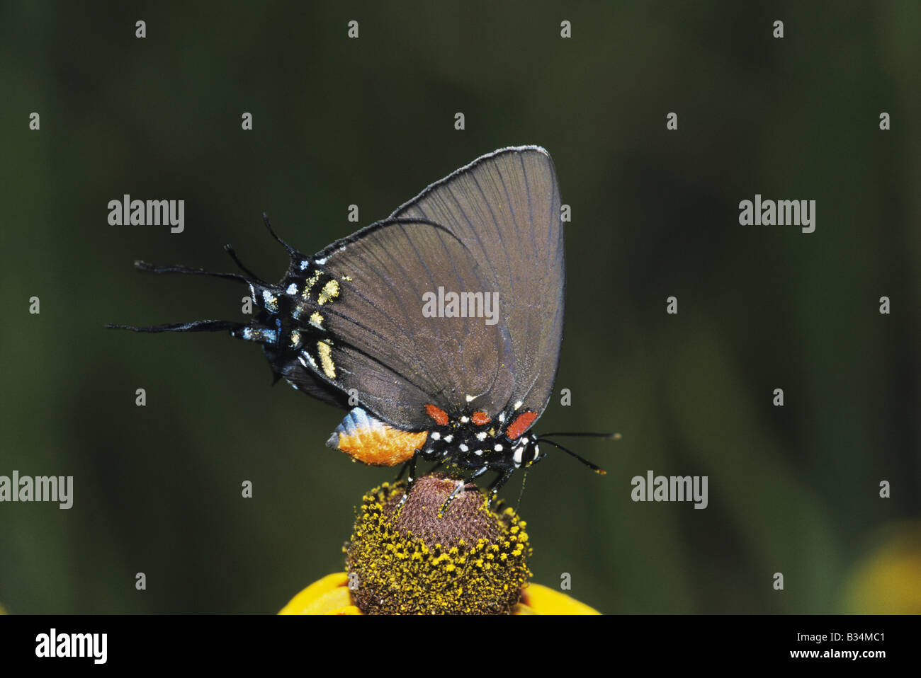 Atlides hi-res stock photography and images - Alamy