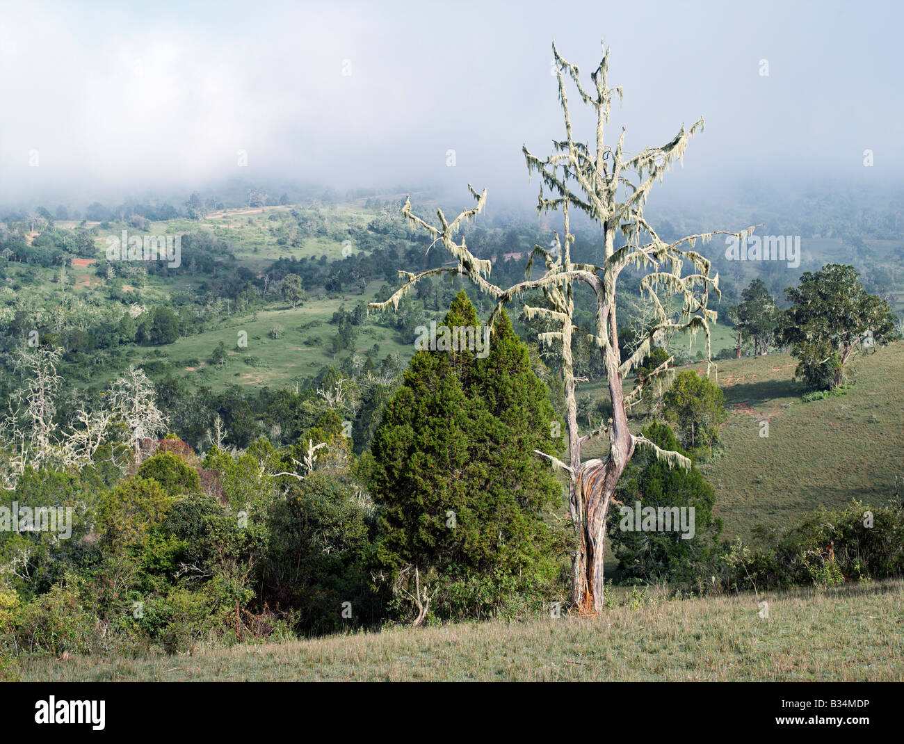 Kenya, Samburu District, Latakwen. Lichen- covered cedar trees and low ...