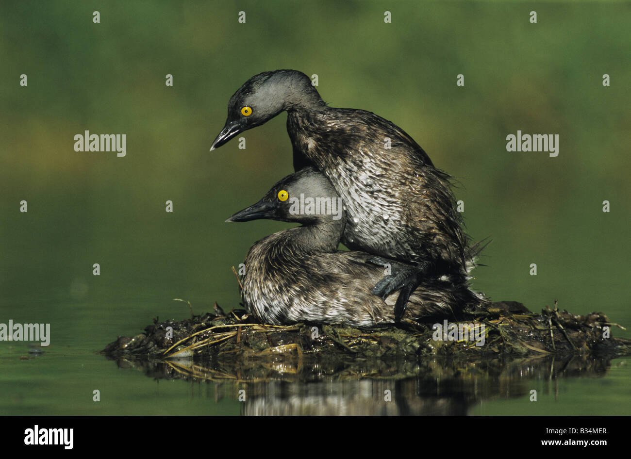 Least Grebe Tachybaptus dominicus pair mating on nest Starr County Rio ...