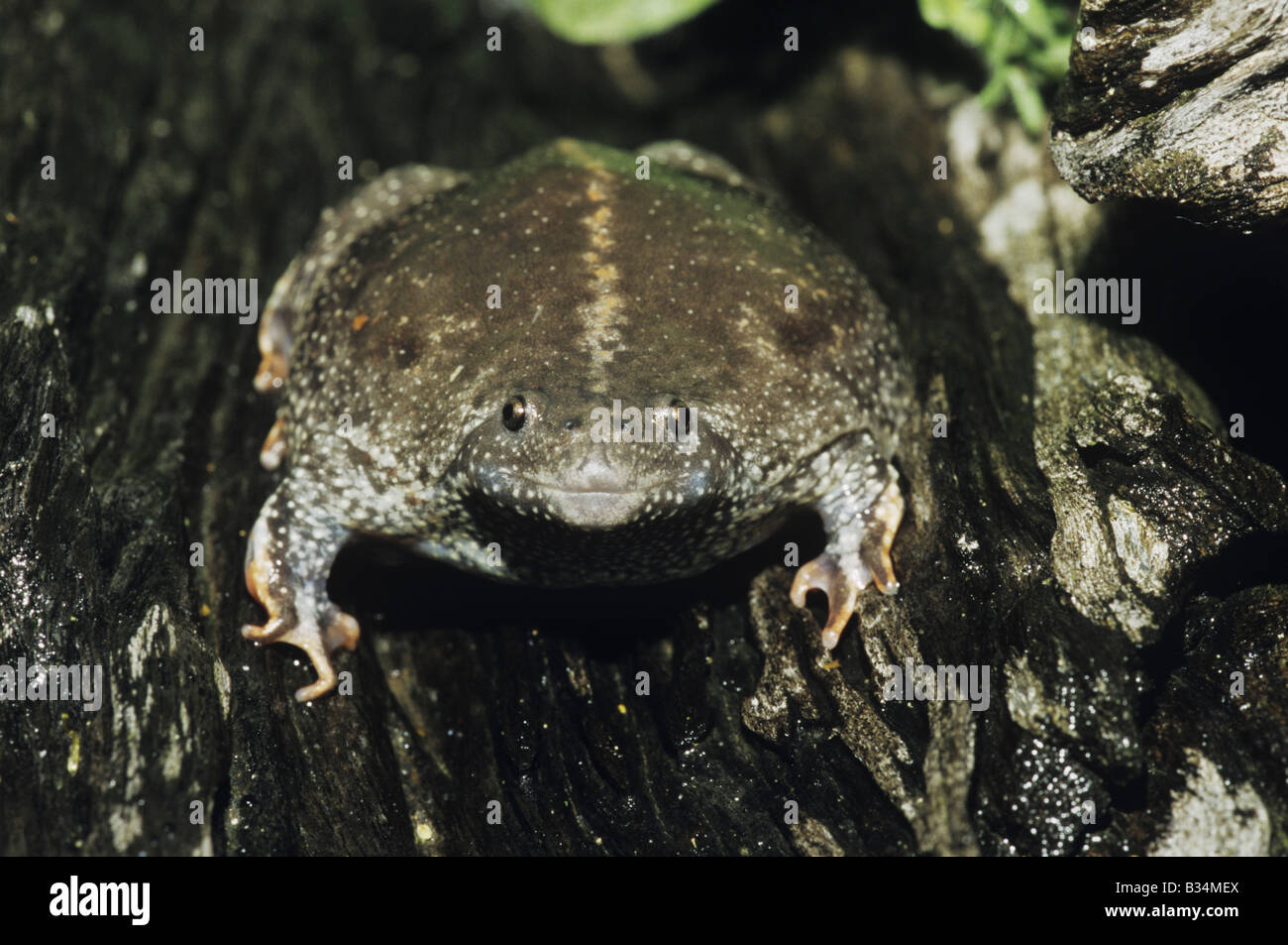 Mexican Burrowing Toad Rhinophrynus dorsalis adult bloated as defense ...