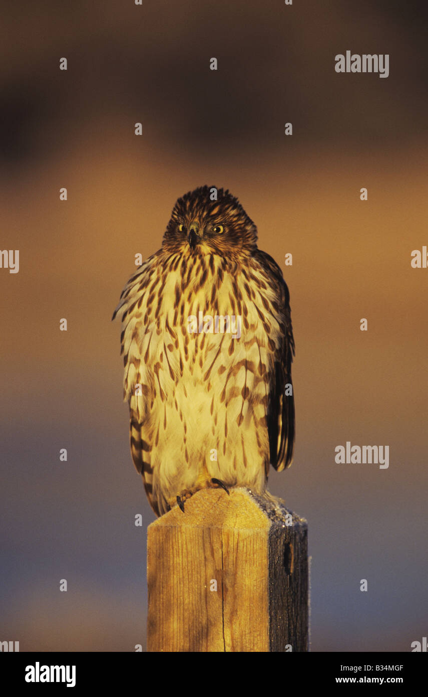 Harrier photo hi-res stock photography and images - Alamy