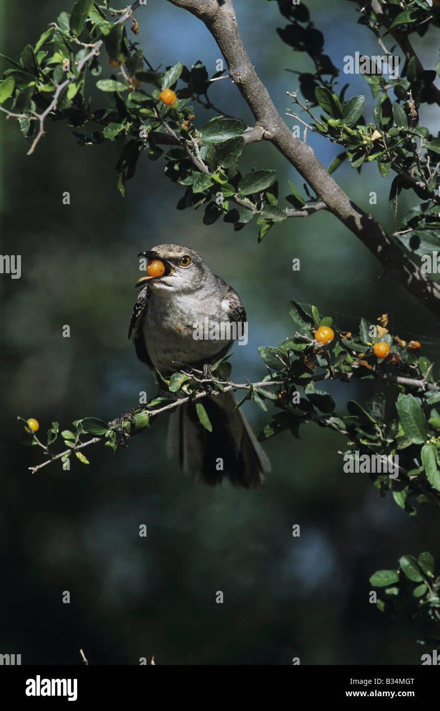Northern Mockingbird Mimus polyglottos adult eating berries of Desert ...