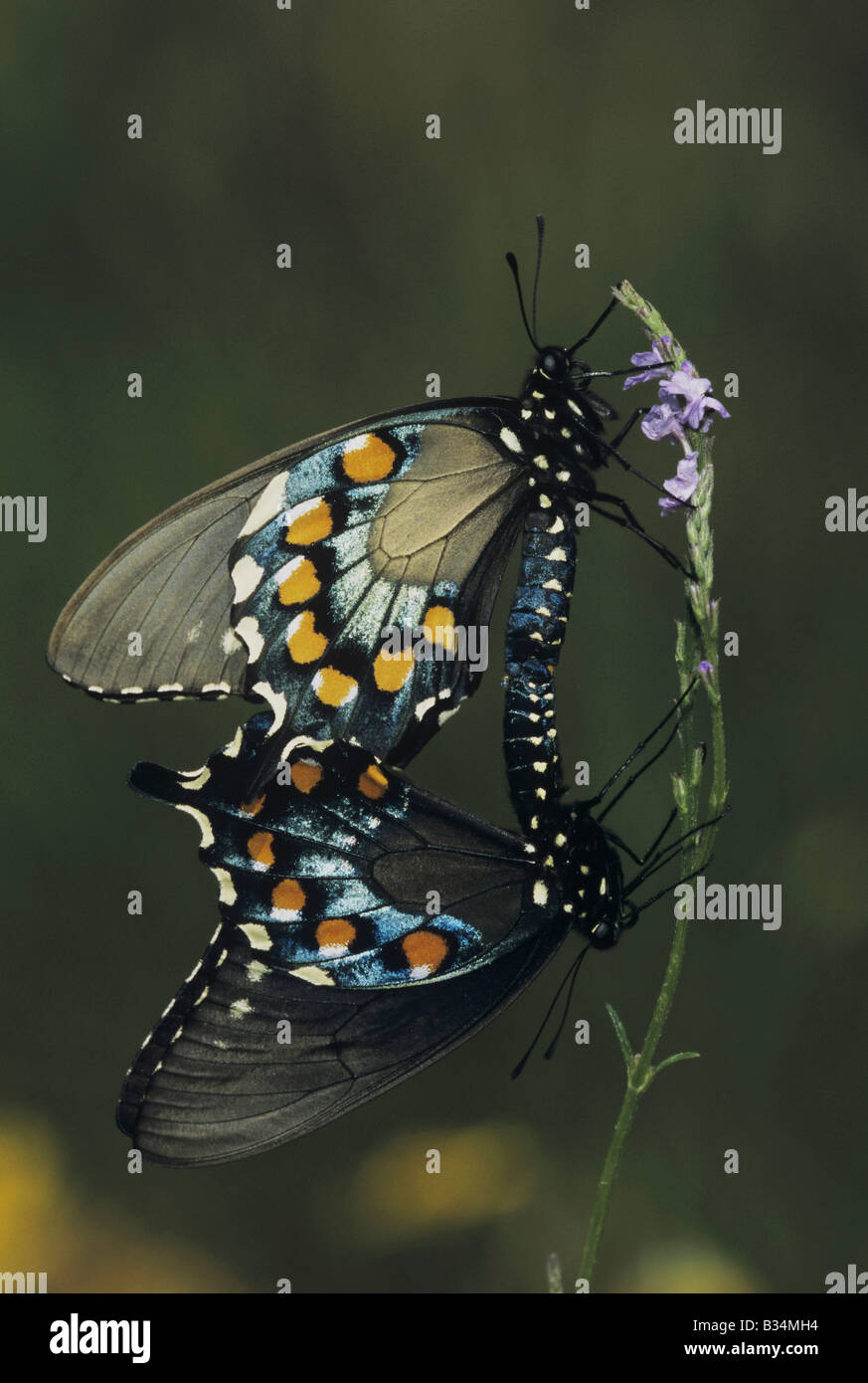 Mating pipevine swallowtail butterflies hi-res stock photography and ...