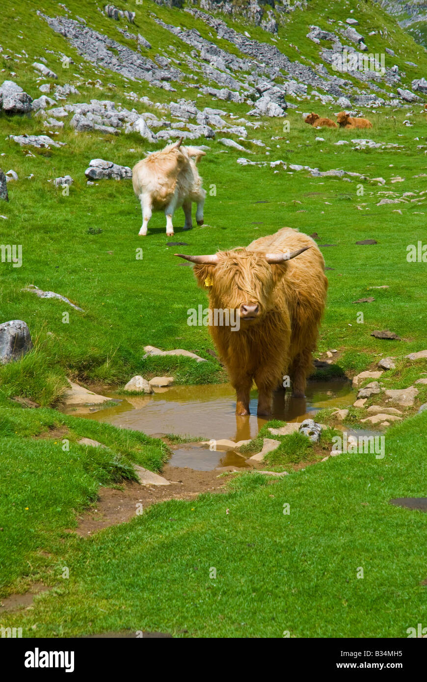 Highland beef cattle hi-res stock photography and images - Alamy