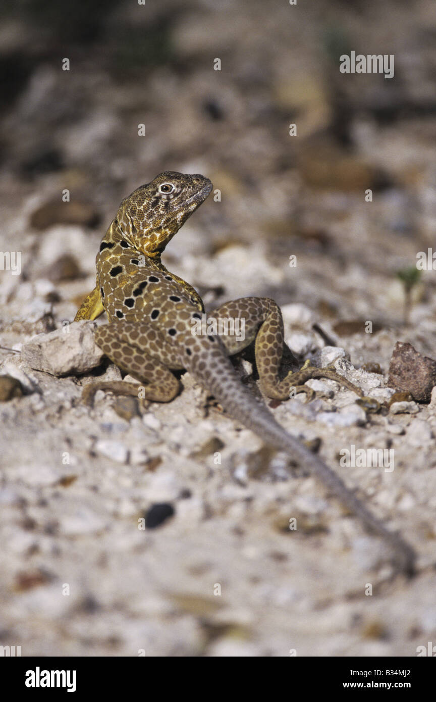 Reticulate High Resolution Stock Photography and Images - Alamy