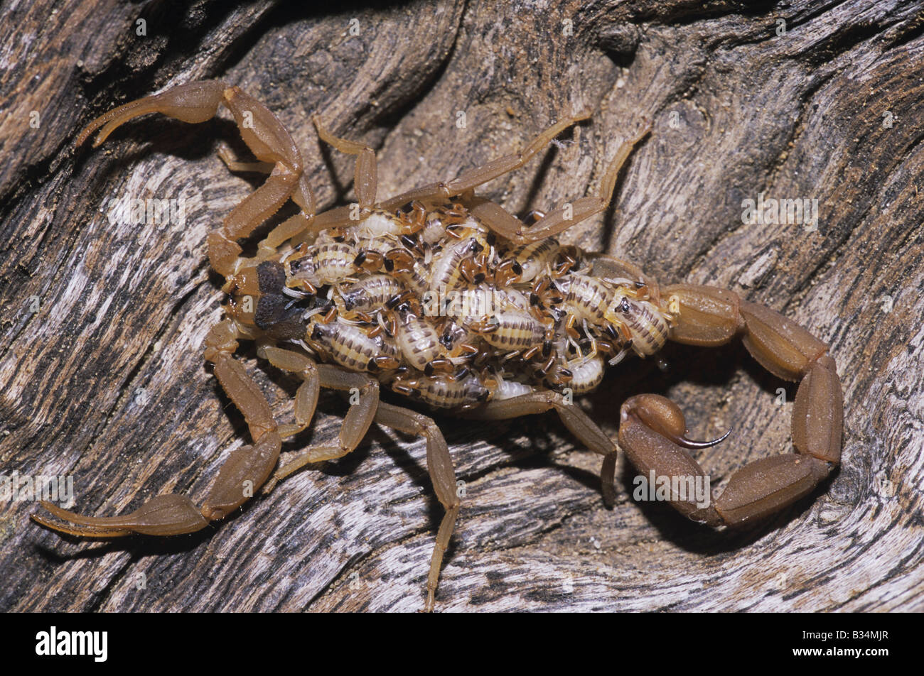 Striped Bark Scorpion Centruroides vittatus adult with young on back ...