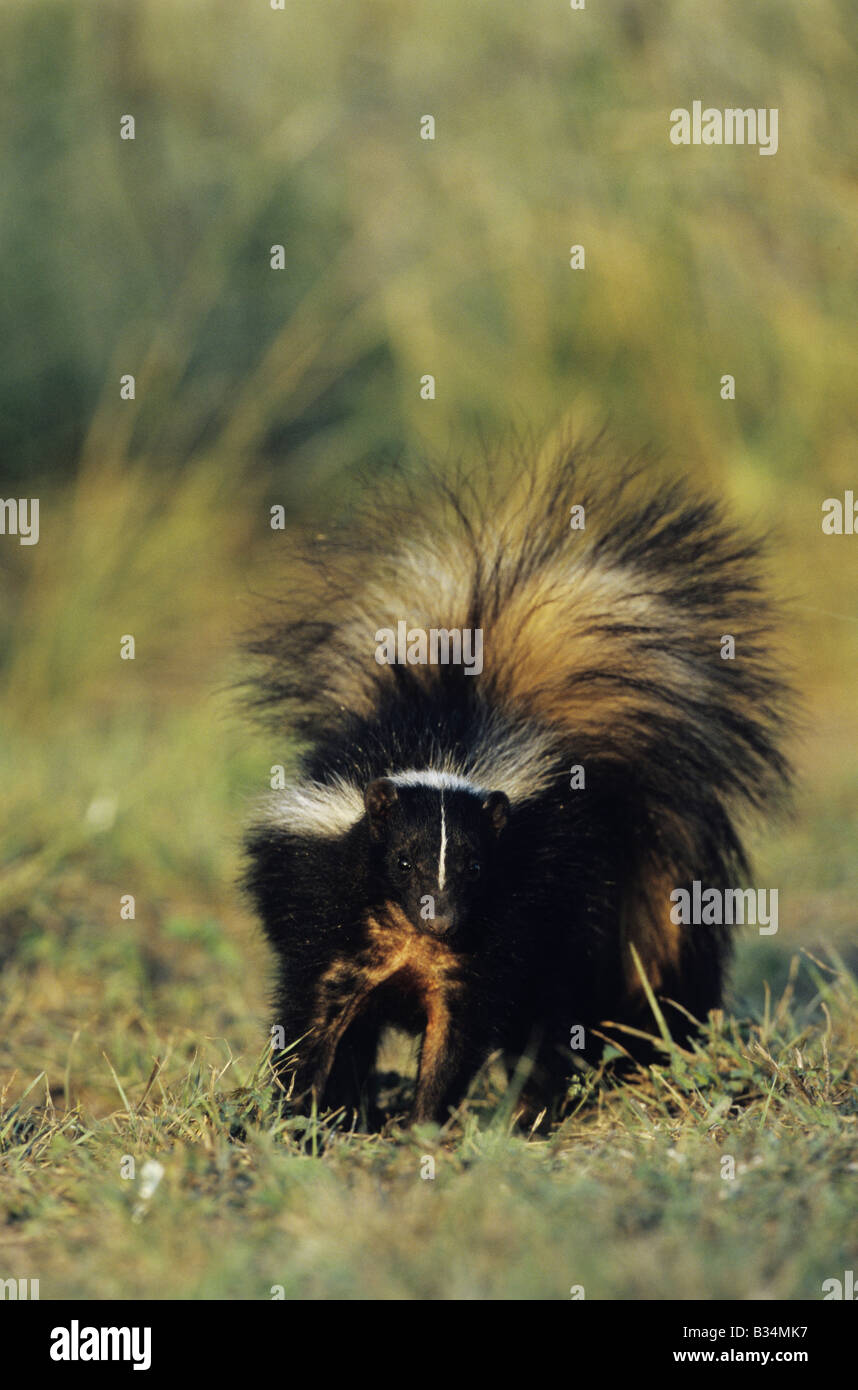 Skunk grass hi-res stock photography and images - Alamy