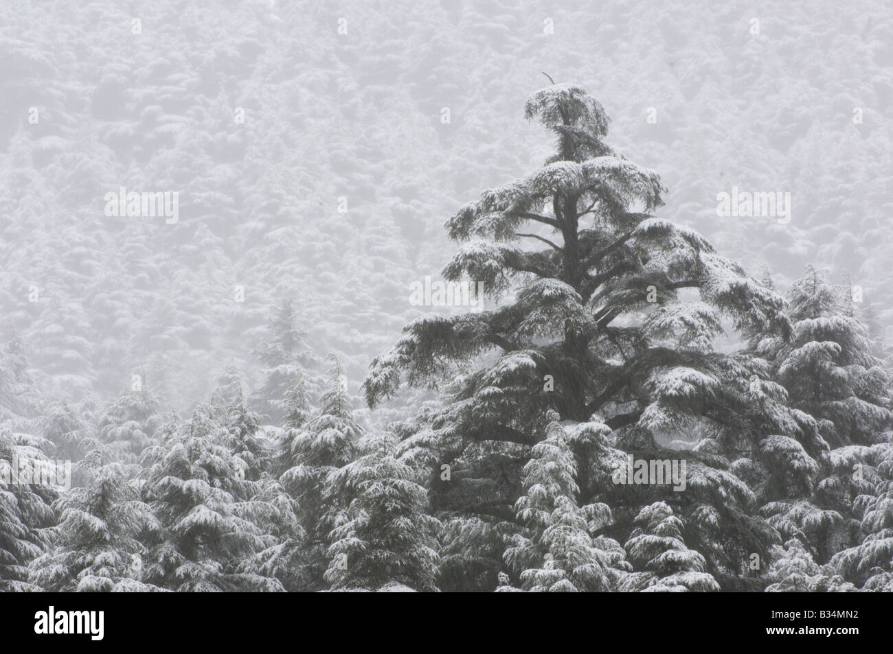 Autumn snow in the Cedar (Cedrus atlantica) forest in Azrou, Mid Atlas ...