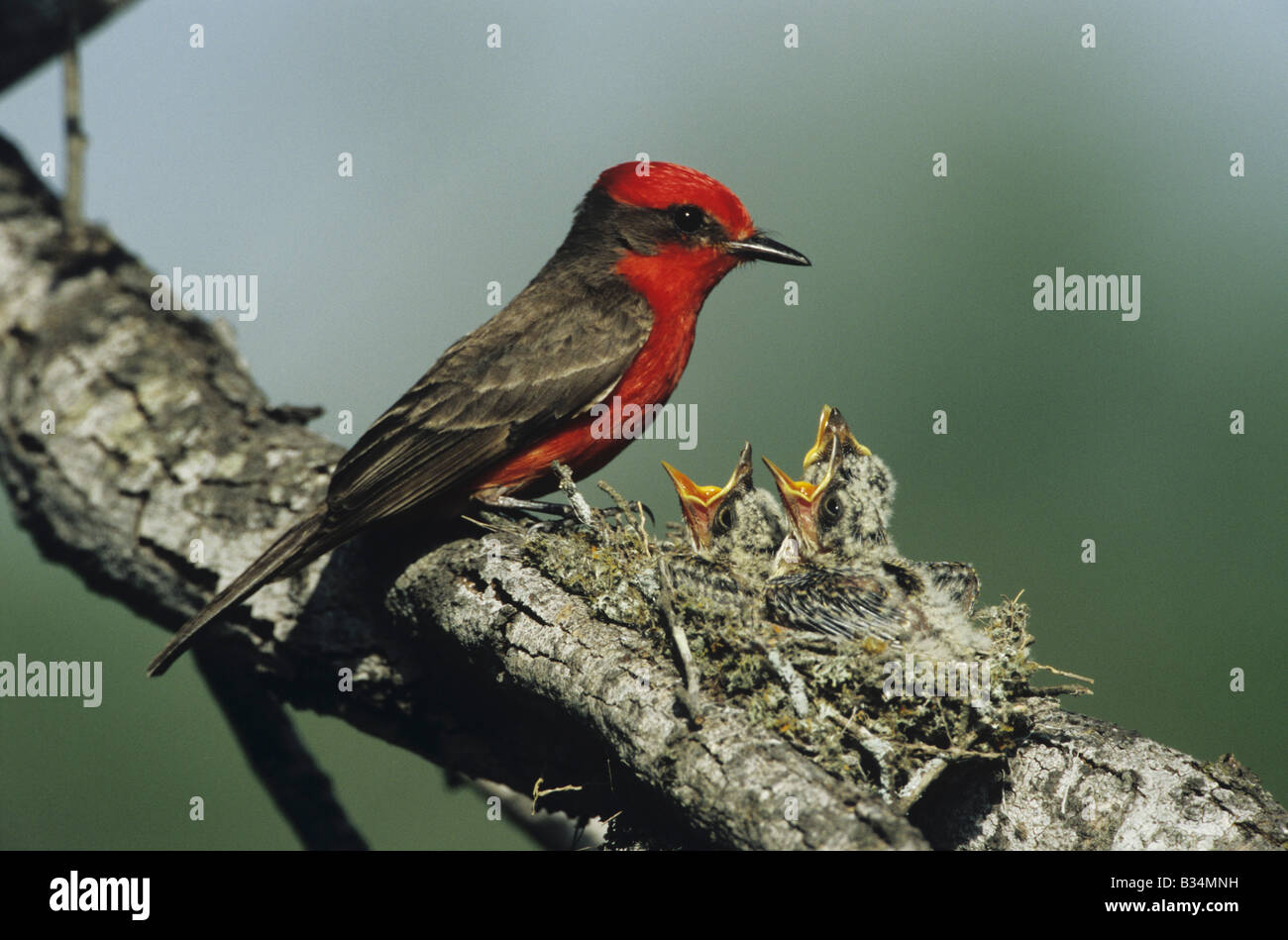 Vermillion Flycatcher Pyrocephalus rubinus male with young at nest ...