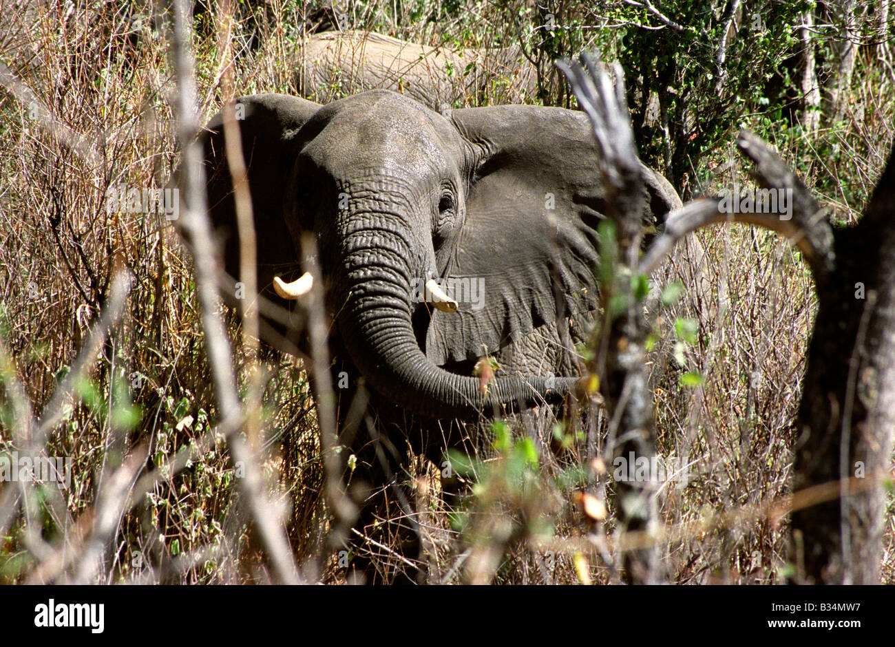 Matthews range kenya hi-res stock photography and images - Alamy