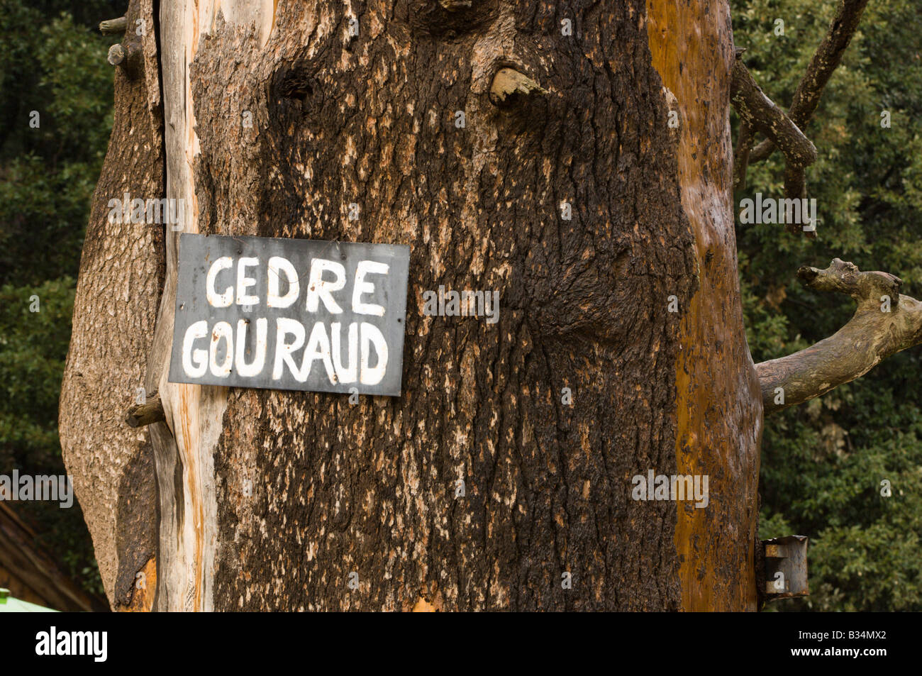 Trunk of the Cedre Gouraud, a well-known sentinel Cedar tree (Cedrus ...