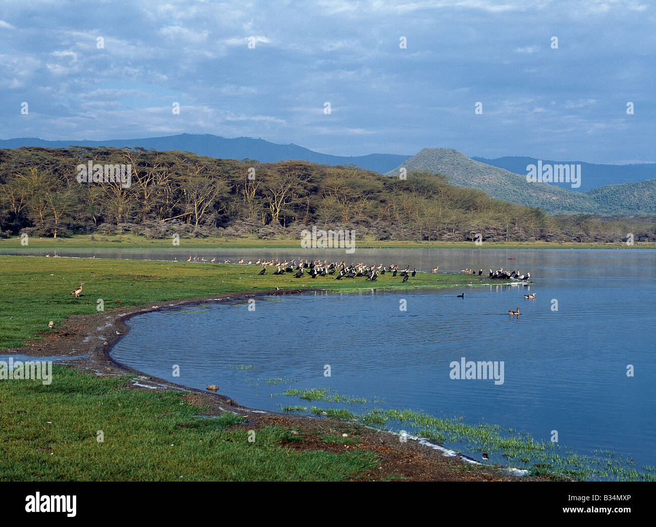 Kenya, Rift Valley Province, Lake Naivasha. The shoreline of Lake ...