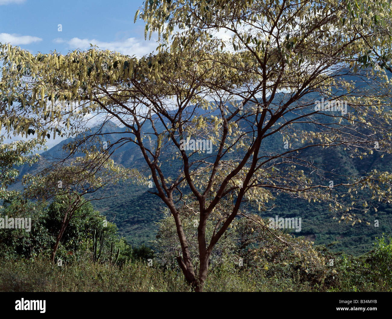Croton tree hi-res stock photography and images - Alamy