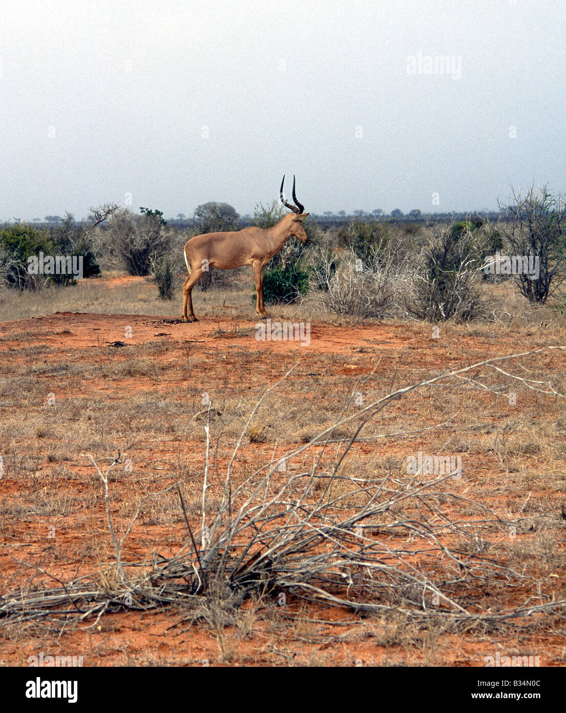 Hirola antelopes hi-res stock photography and images - Alamy