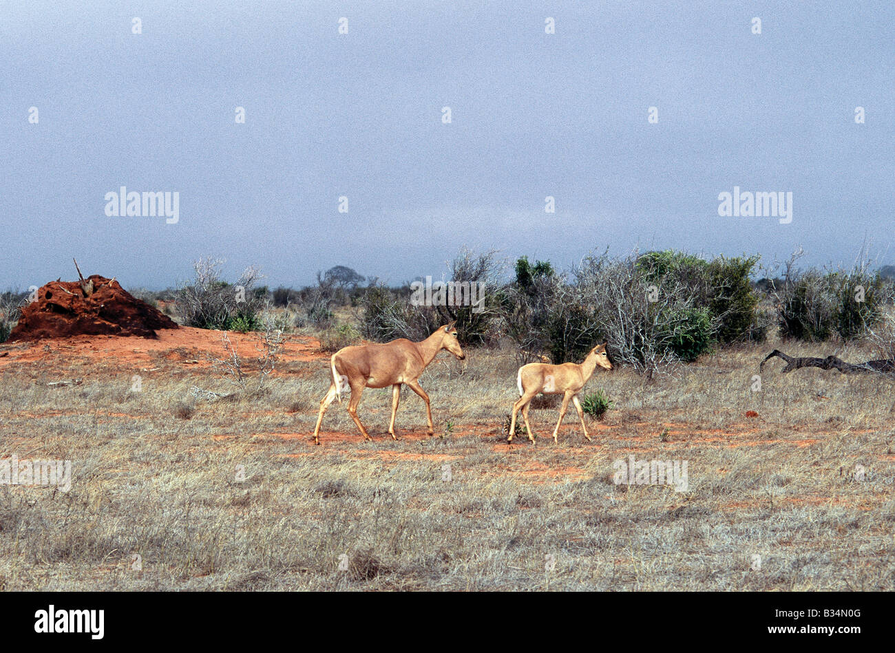 Kenya, Tsavo East National Park, Buchuma. A small herd of Hirola or ...