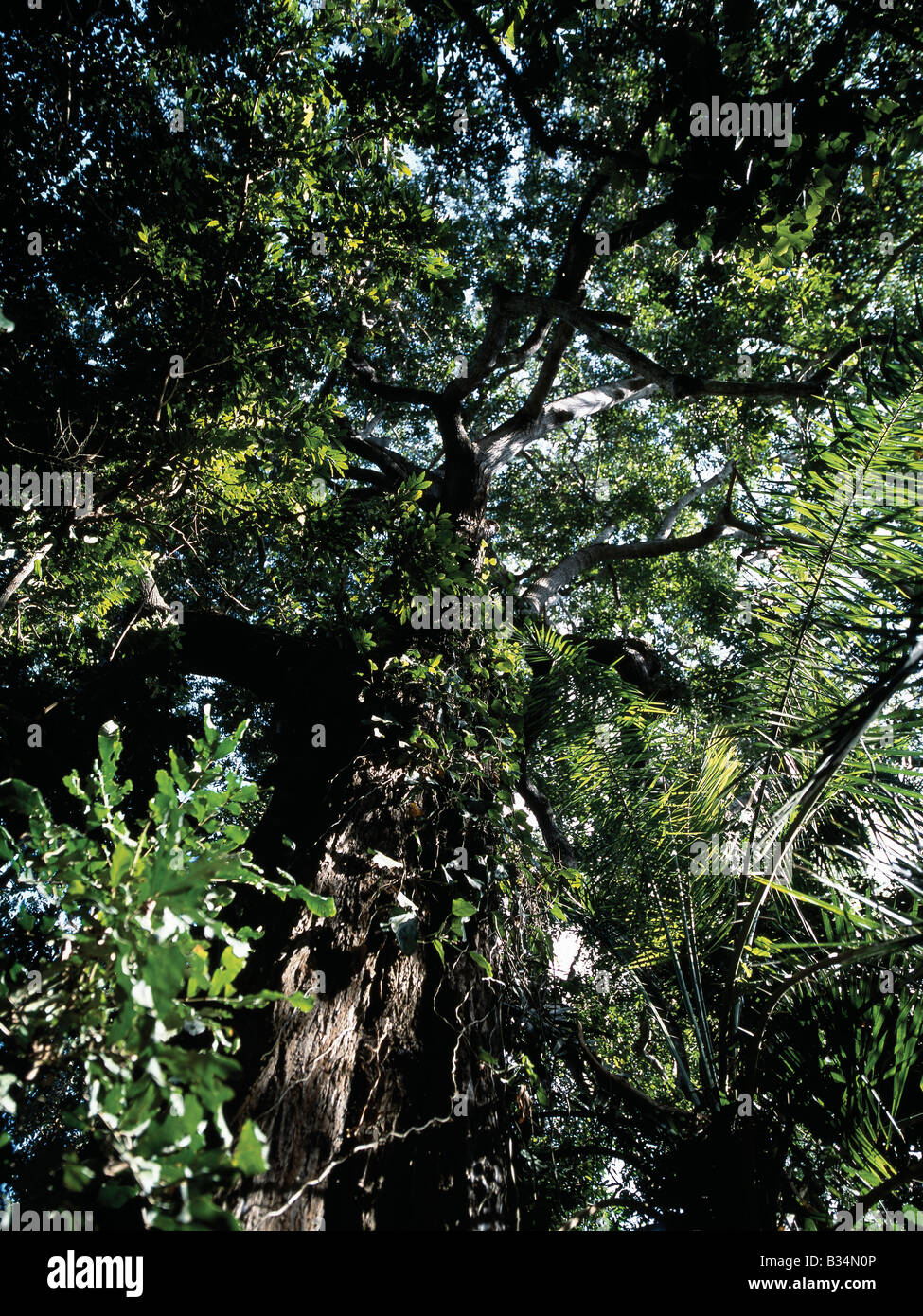 Kenya, Hola, Tana River. Lush riverine forest of the great Tana River ...