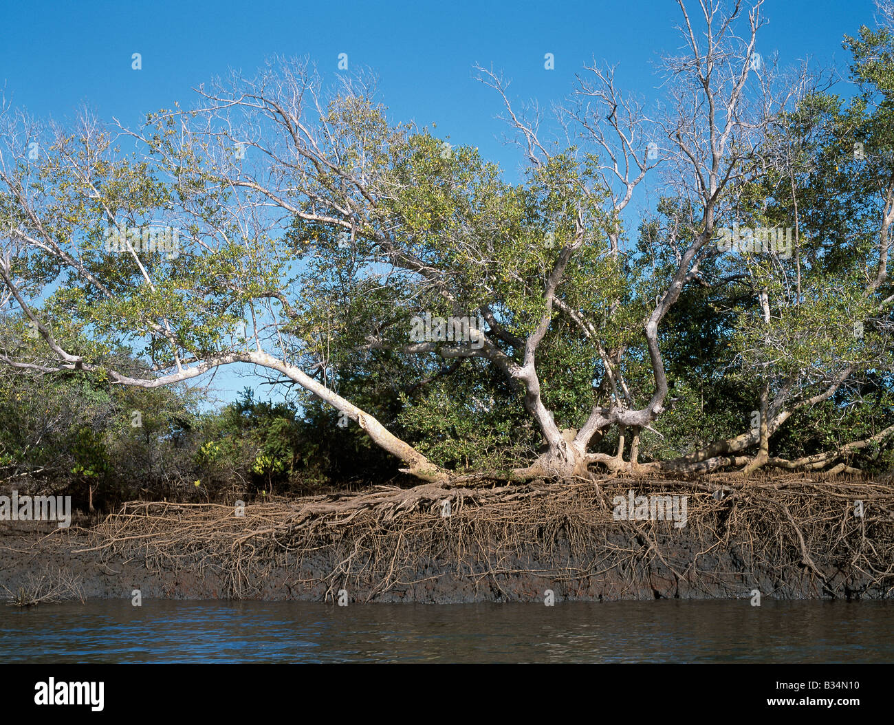 Kenya, Coast Province, Tana Delta. Various types of mangrove trees line ...