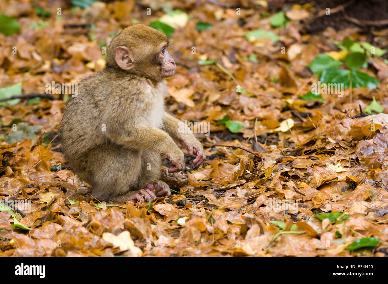 Baby Barbary Macaque (Macaca sylvanus) in the Cedar forest, Ifrane ...