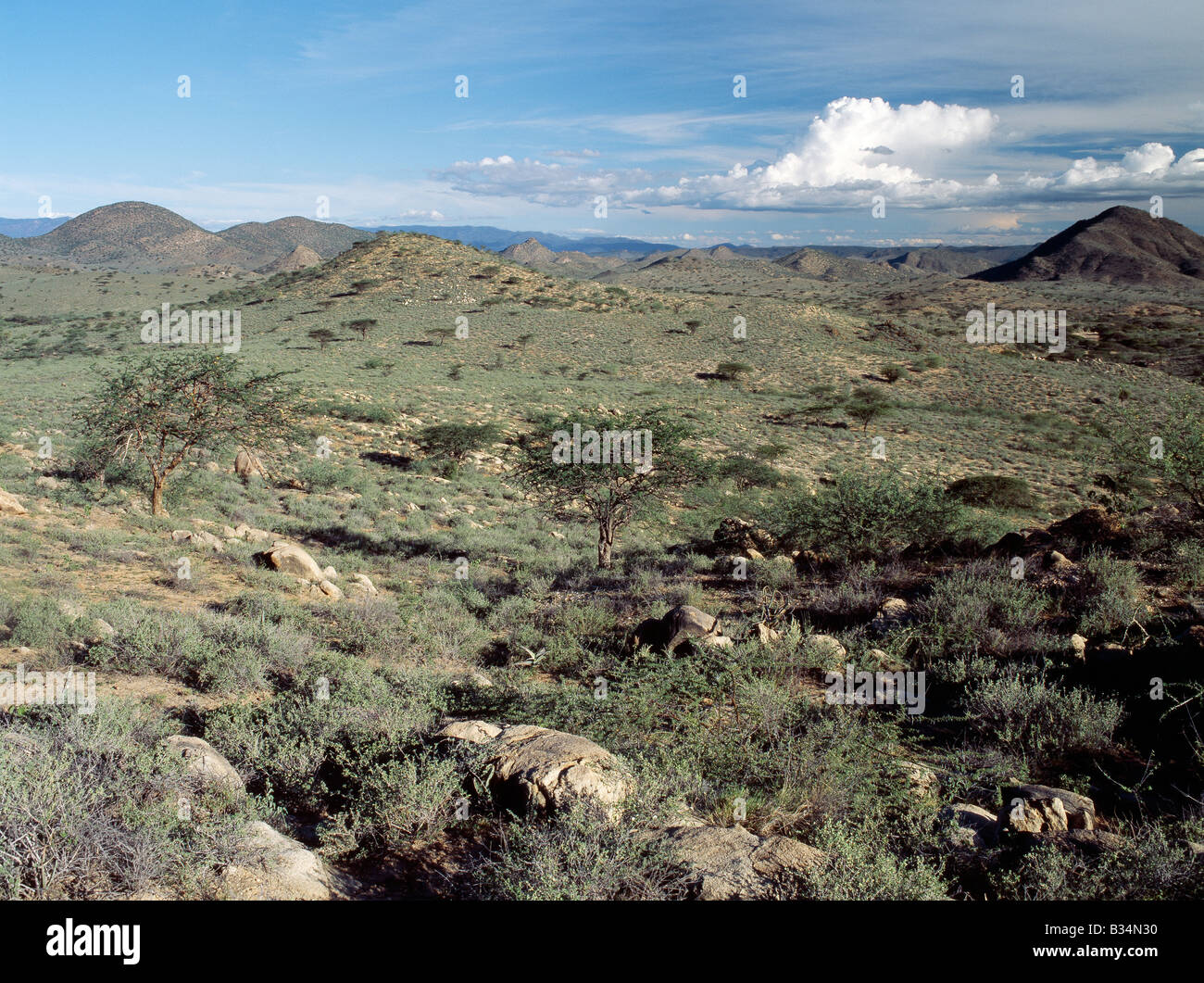 Thorn Scrub High Resolution Stock Photography and Images - Alamy
