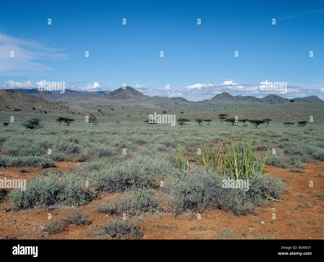 Kenya, Samburu district, Leserikan. Semi-arid thorn scrub best ...