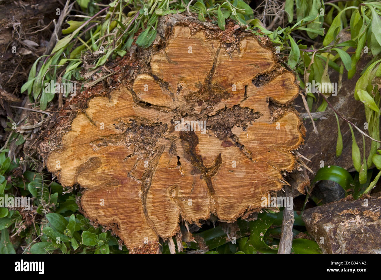 Ti Tree stump after tree was blown over in a storm, showing rings of ...