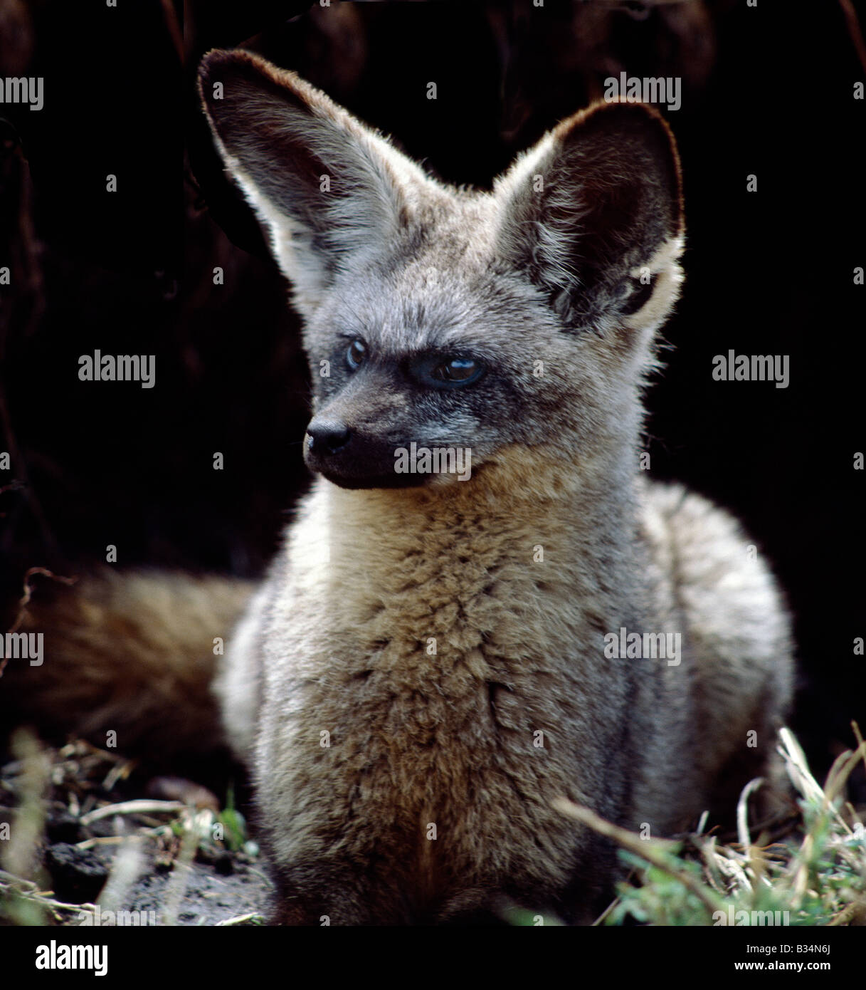 Kenya, Narok District, Masai Mara National Reserve. A bat-eared fox at ...