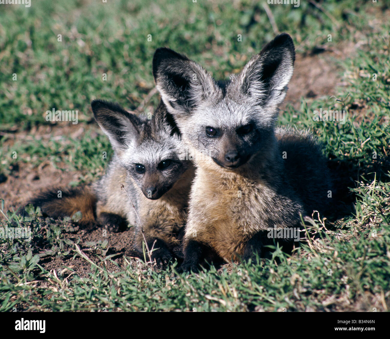 Kenya, Narok District, Masai Mara National Reserve. A pair of bat-eared ...