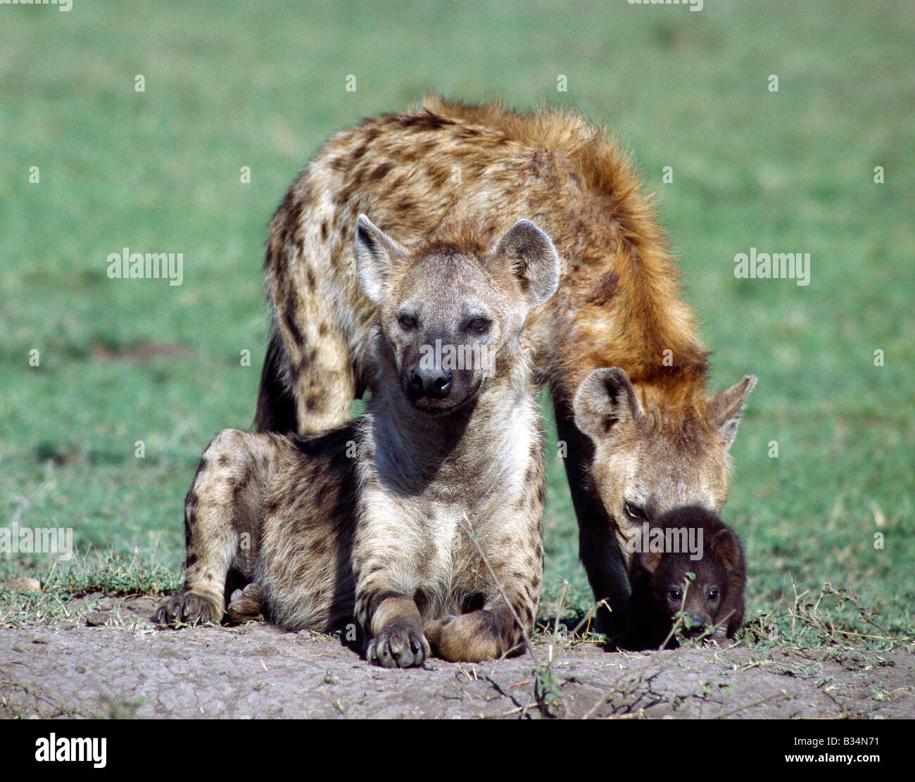 Kenya, Narok District, Masai Mara National Reserve. A spotted hyena ...
