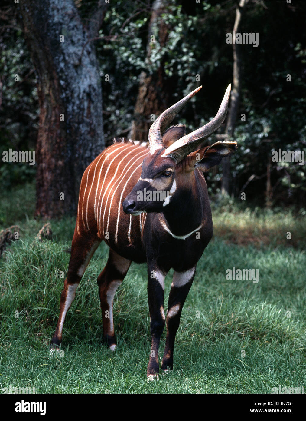 Bongo antelope kenya africa hi-res stock photography and images - Alamy
