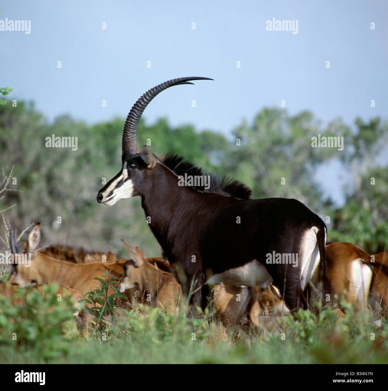 Sable antelopes curved horns hi-res stock photography and images - Alamy