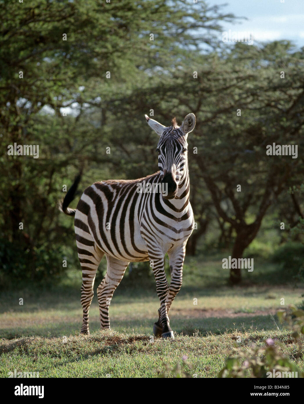 Kenya, Samburu district, Maralal. A common or Burchell's zebra near ...