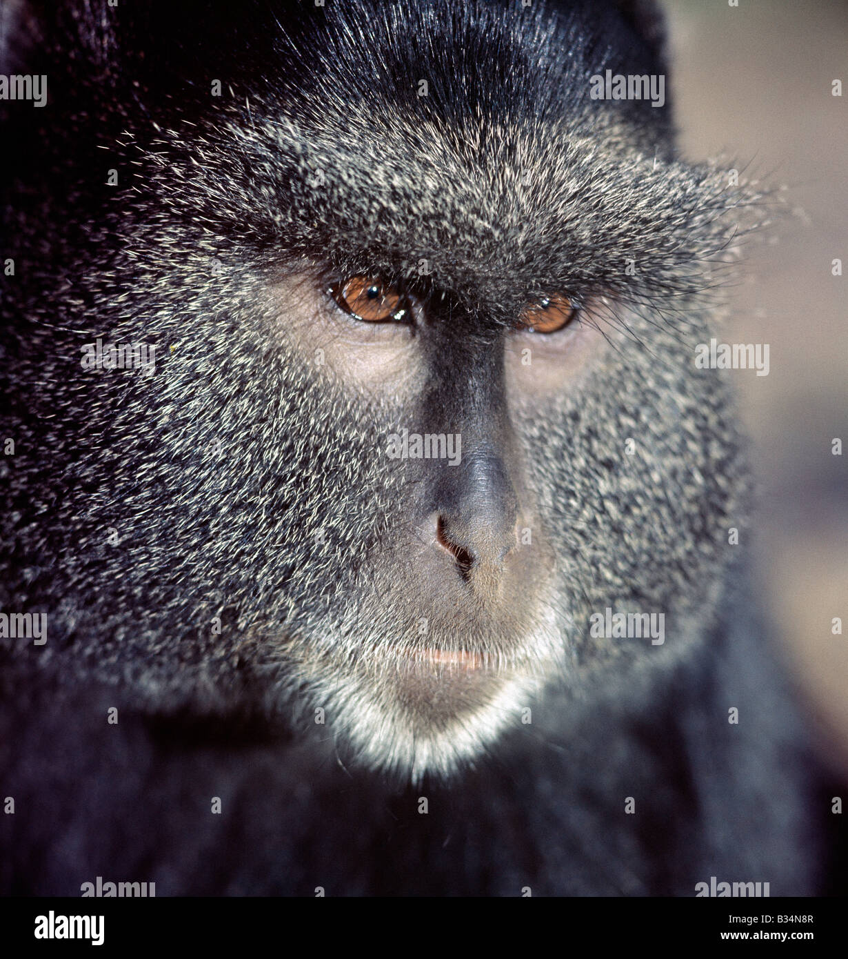 Kenya, Rift Valley Province, Mau Forest. A Blue monkey. This long ...