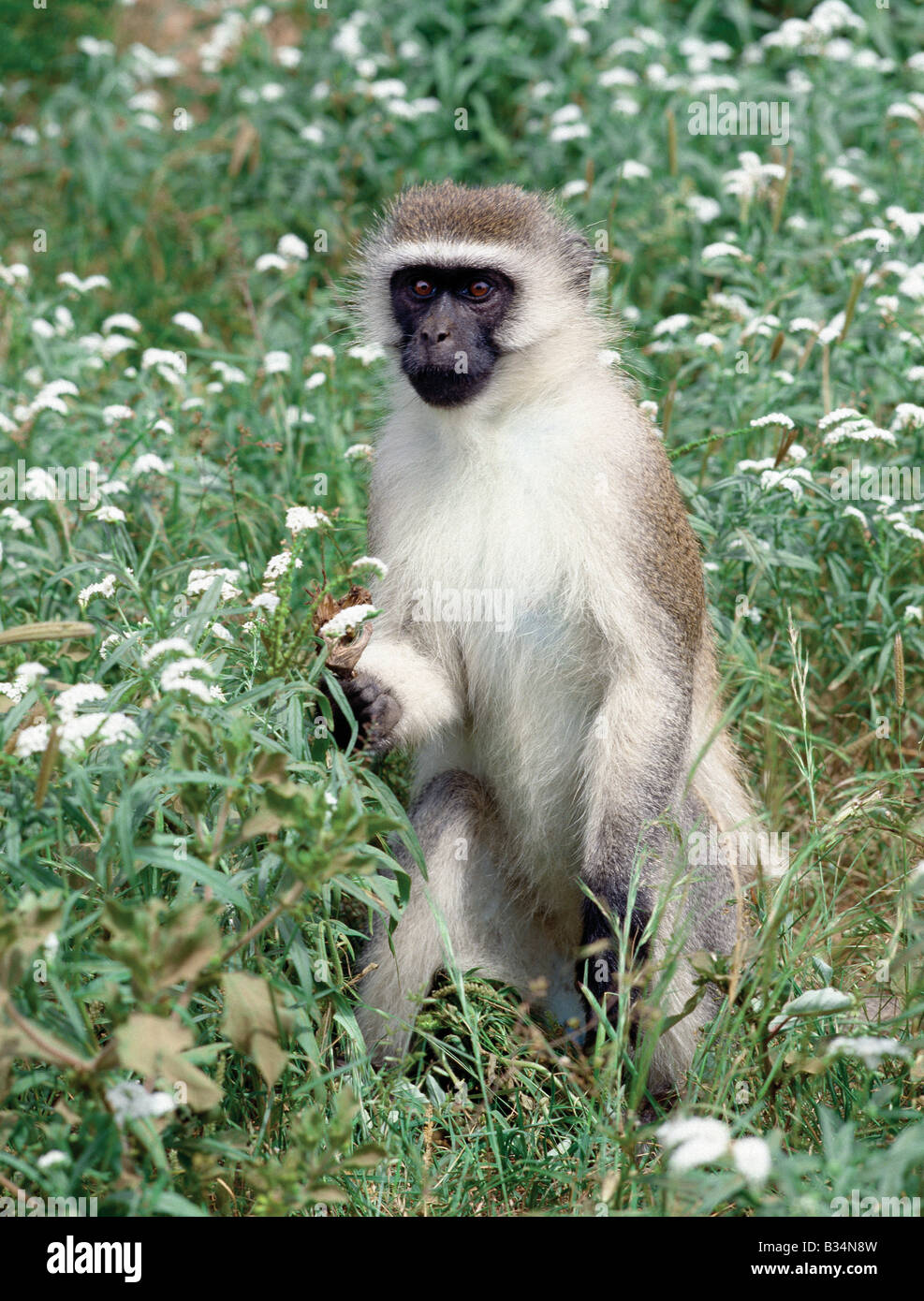 Kenya, Samburu district, Samburu National Reserve. A vervet monkey ...