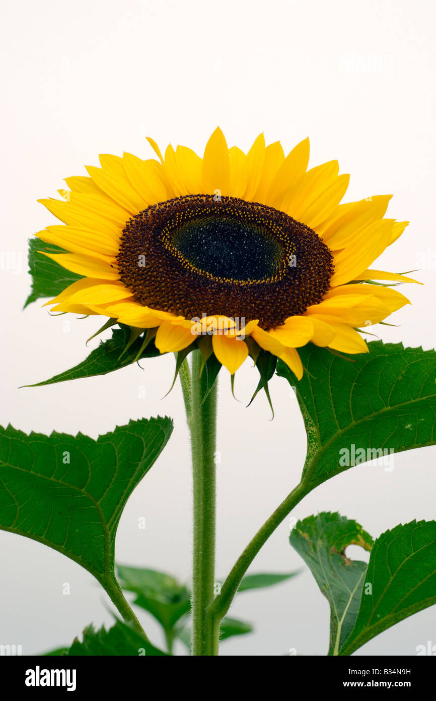 Sunflower tournesol helianthus annuus hi-res stock photography and ...