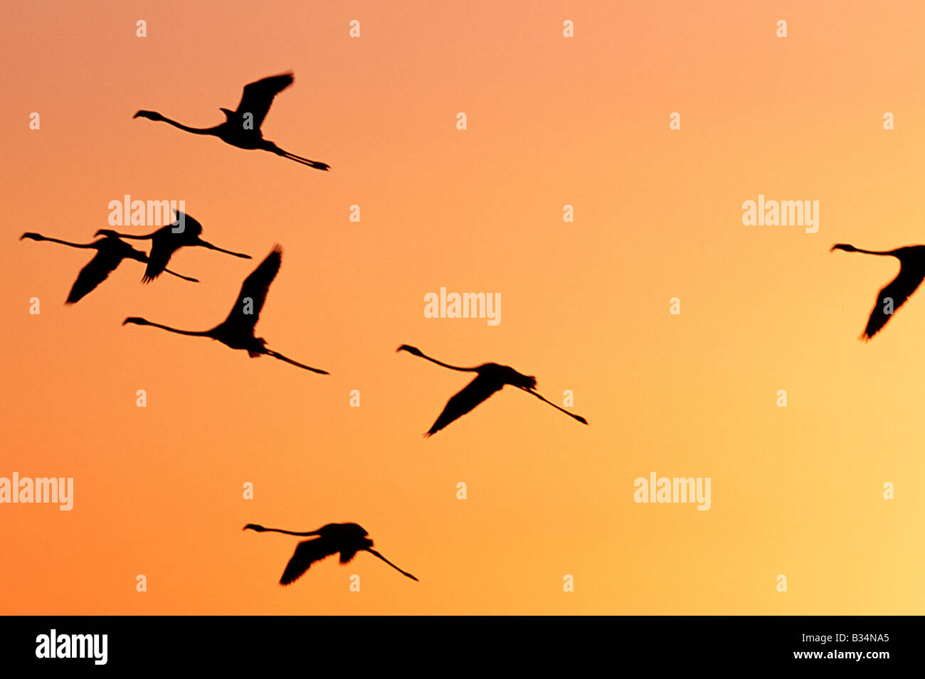 Kenya, Lake Turkana, Sibiloi National Park. Flamingos fly over Lake ...