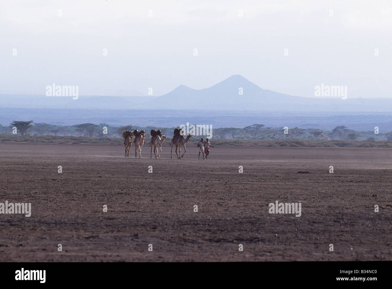 Kenya, Chalbi Desert, Kalacha. Gabbra tribesmen lead their camels ...