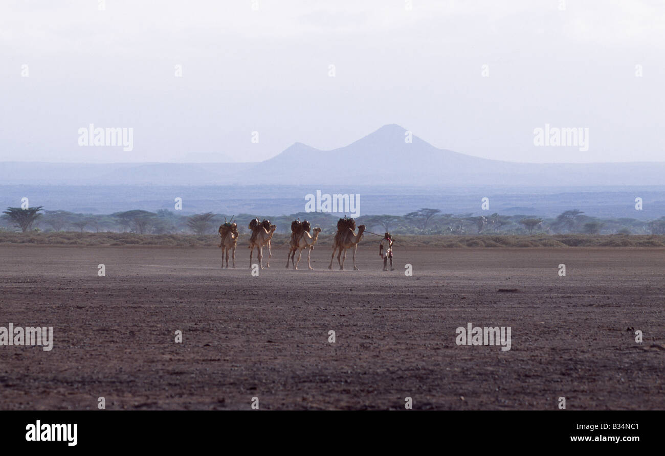 Kenya, Chalbi Desert, Kalacha. Gabbra tribesmen lead their camels ...