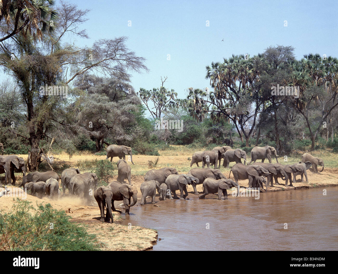 Kenya, Samburu District, Samburu National Reserve. A herd of elephants ...