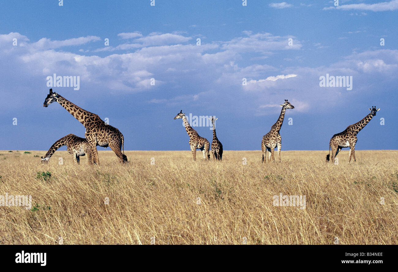 Masai mara national park kenya hi-res stock photography and images - Alamy