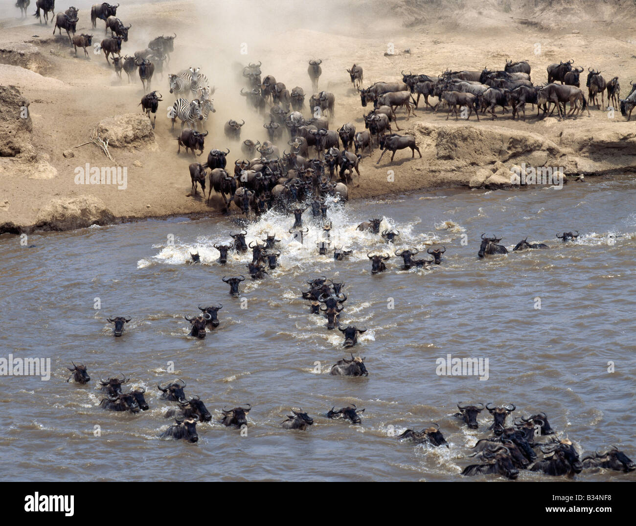 Kenya, Narok District, Mara River. Burchell's Zebras and white-bearded ...