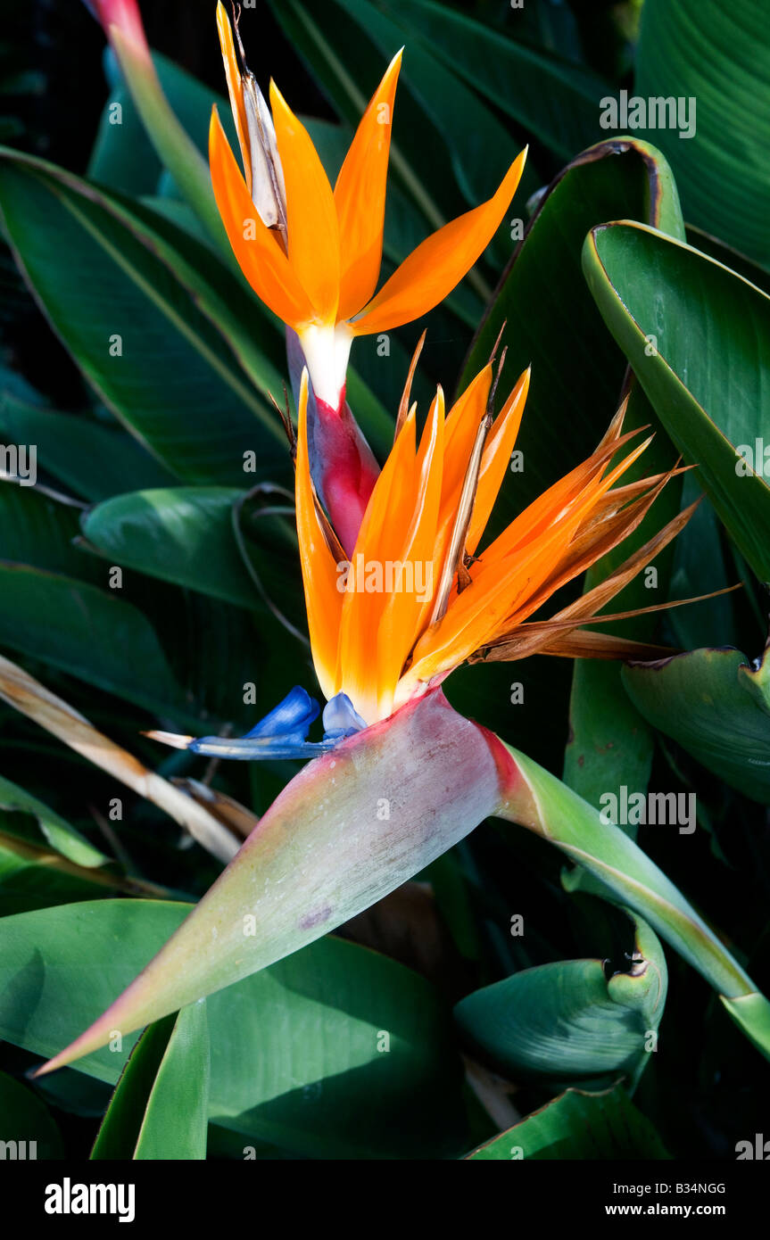 Strelitzia reginae hi-res stock photography and images - Alamy