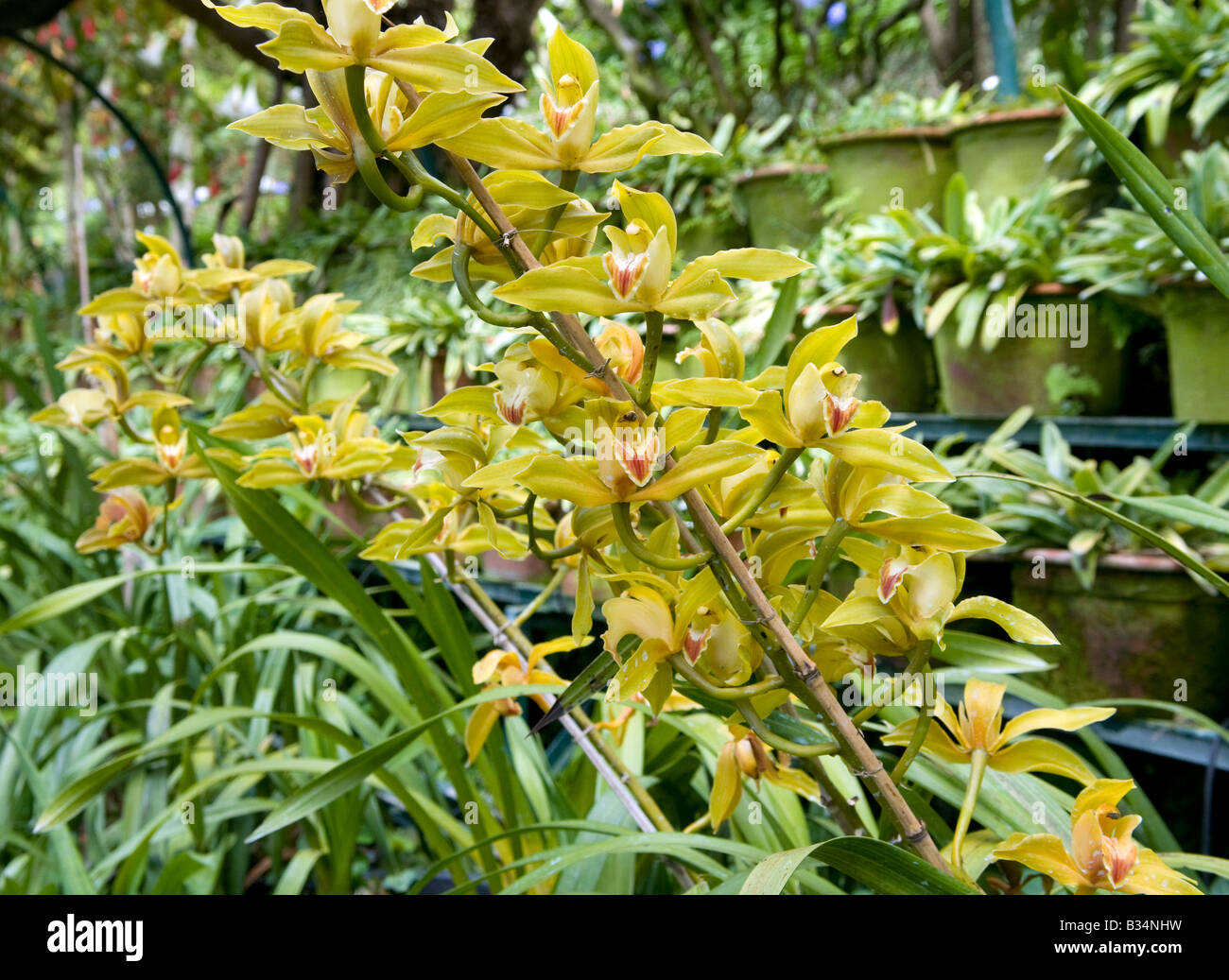Orchid `Denbrobium Emma-varieties` Stock Photo - Alamy