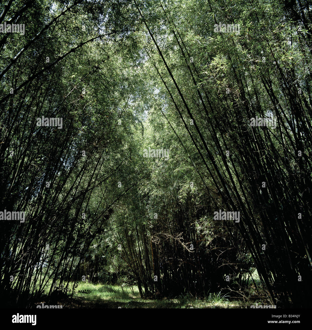 Kenya, Central Province, Aberdare National Park. A fine stand of bamboo ...