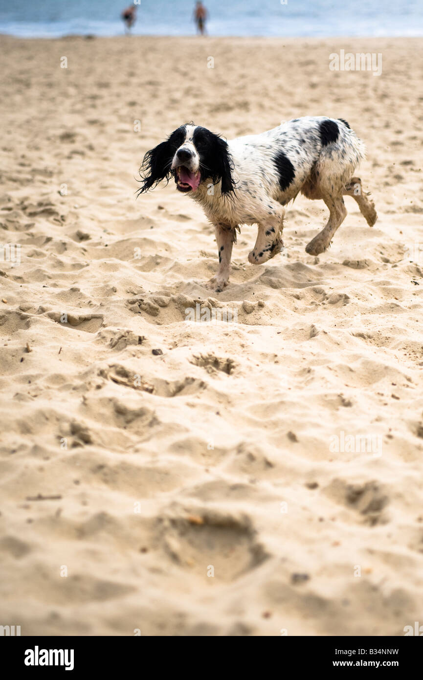 Springer spaniel dog breed hi-res stock photography and images - Alamy