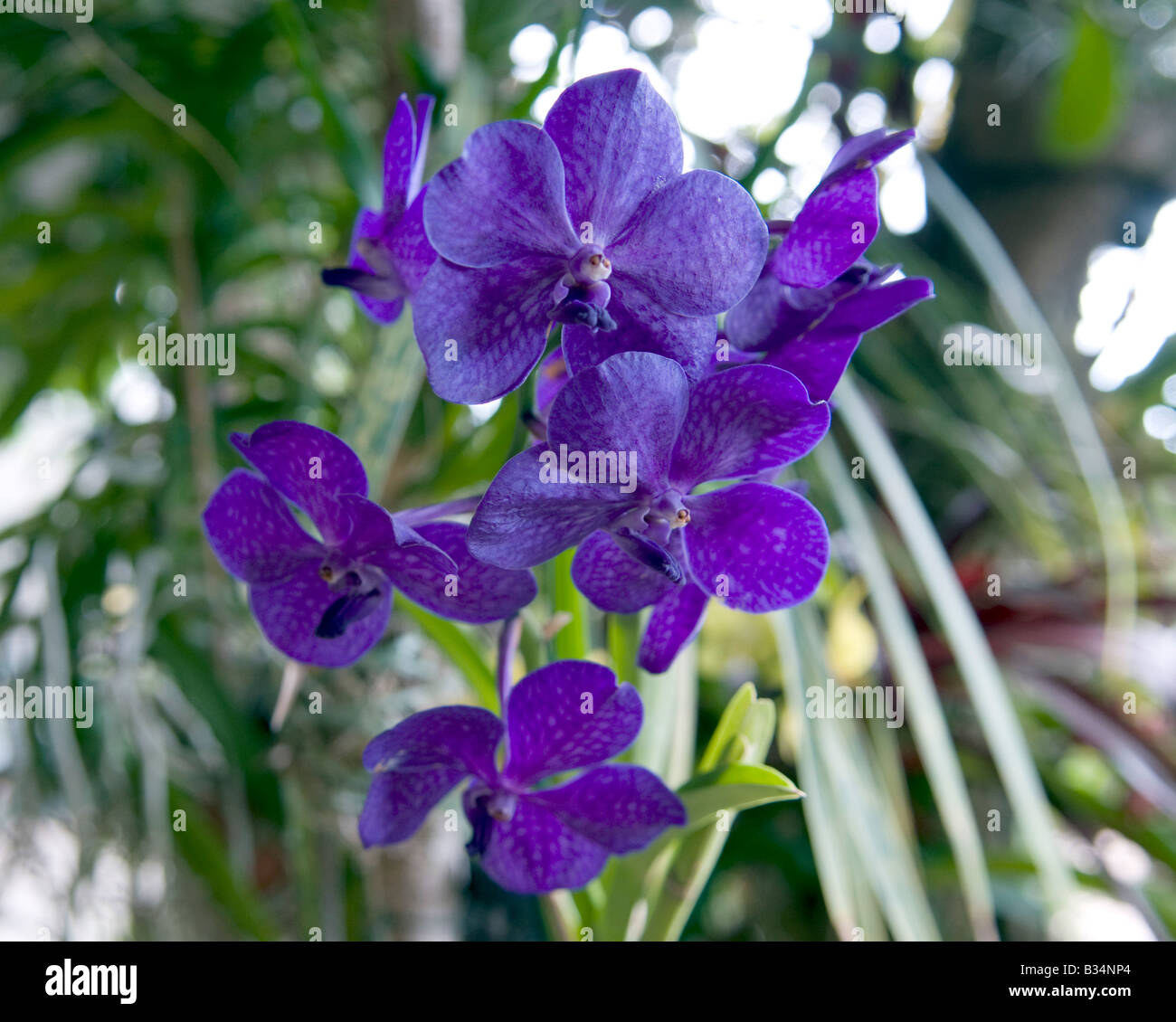 Vanda Violet Blue Orchid Stock Photo - Alamy