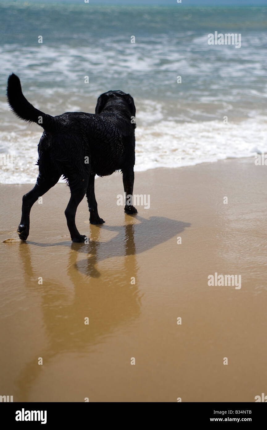 Crossed paws of a dog hi-res stock photography and images - Alamy