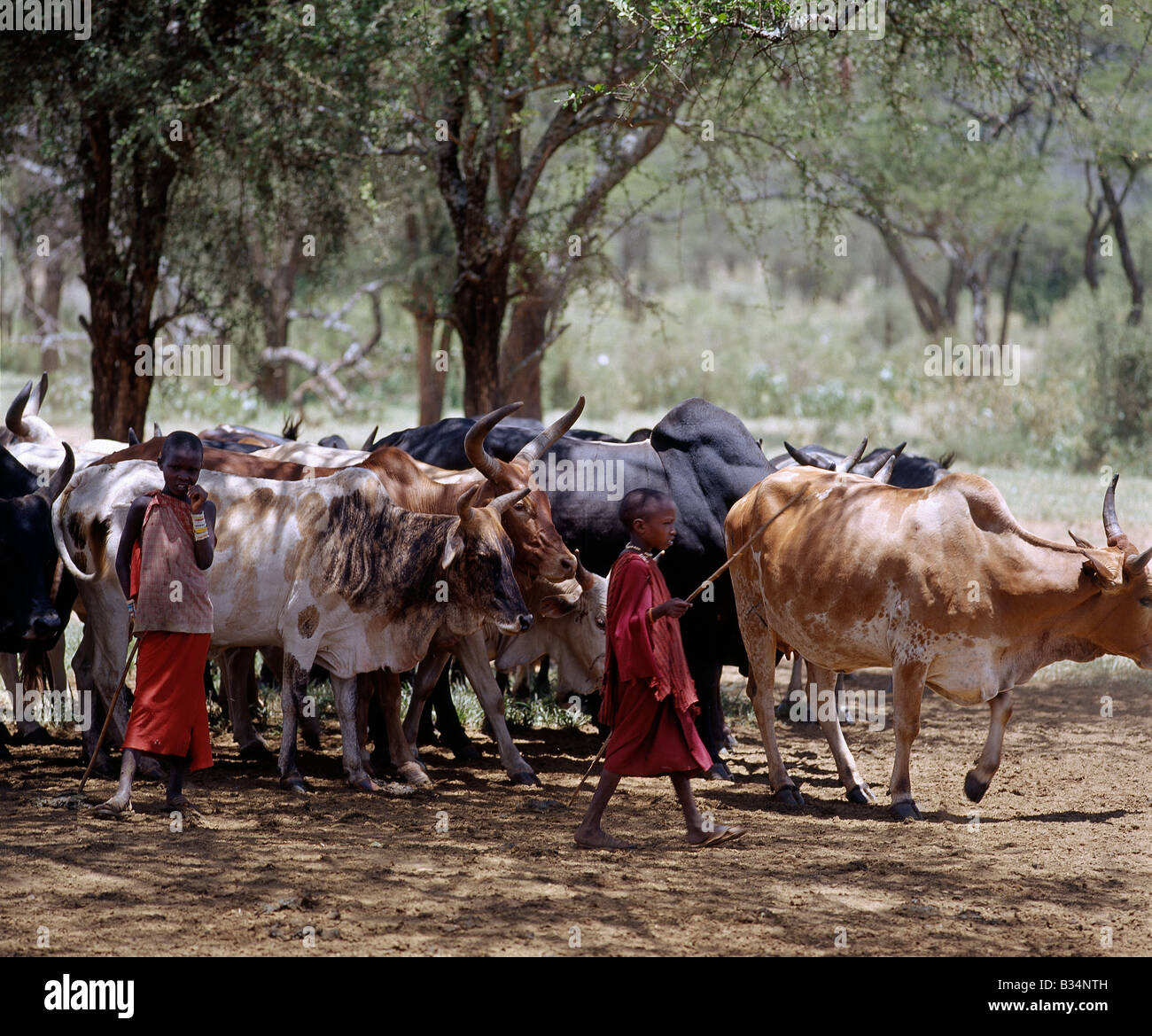 Kenya, Kajiado, Ol doinyo Orok. Two young Maasai girls help to herd ...